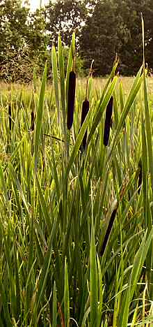 Reedmace, a plant (not only) in kite-building; Rohekolbe, eine Pflanze ...